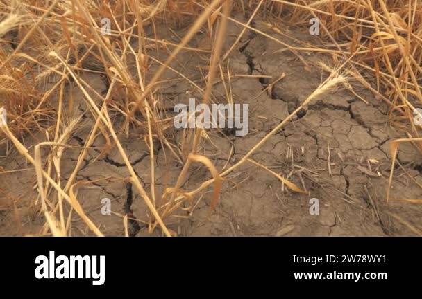 Drought, wheat harvest is dying. Fields without water. Earth burst from ...