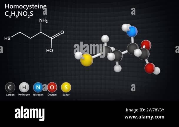 Chemical structure of homocysteine (Hcy) amino acid. Formula: C4H9NO2S ...