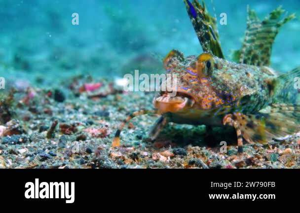 Dactylopus vulgaris commonly known as the Finger Dragon, is a species ...