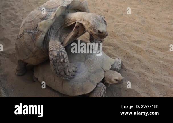 Galapagos giant tortoises breeding in a zoo. Galapagos giant tortoise ...