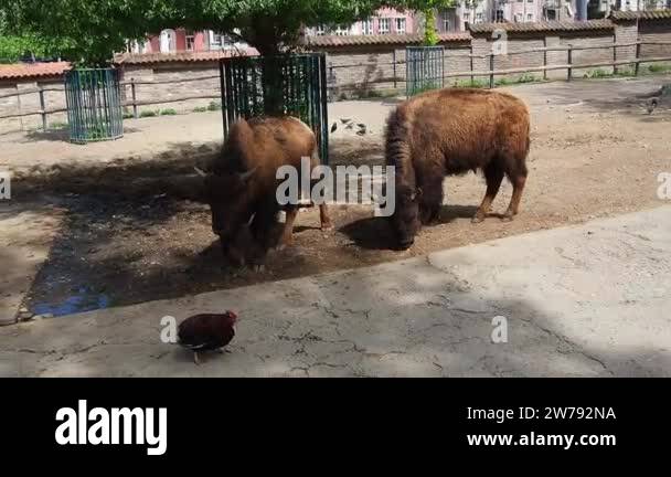 The buffalo chases the lame rooster away. Bison, or American bison, is ...