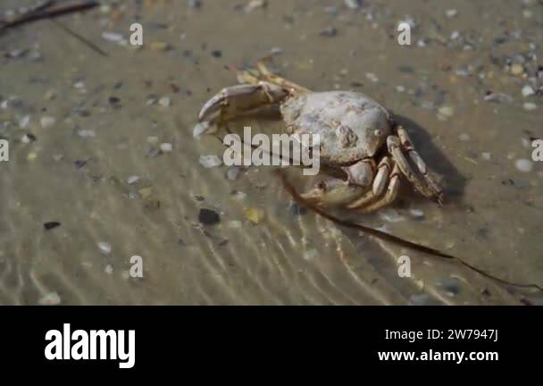 Dead crab on the seashore. Environmental pollution problems. Death of a ...