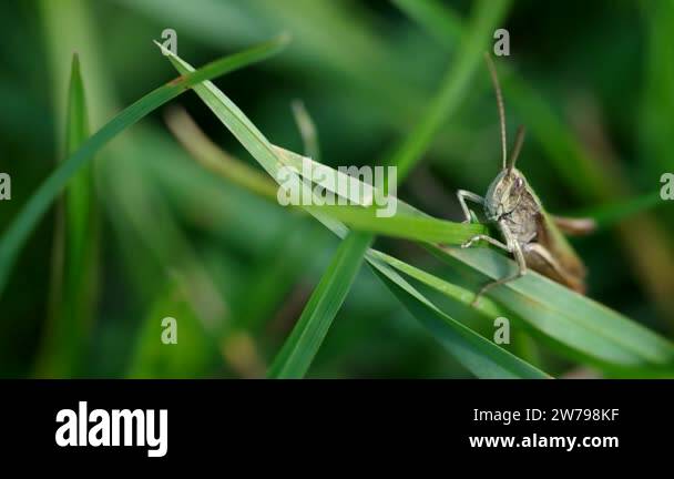 Green grasshopper on grass Stock Videos & Footage - HD and 4K Video ...