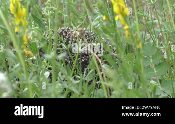 Mammal defense Stock Videos & Footage - HD and 4K Video Clips - Alamy