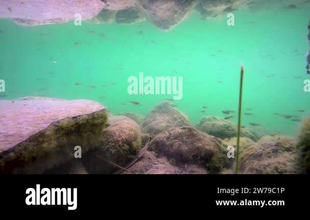 Small fishes on mossy stones in their natural underwater environment ...