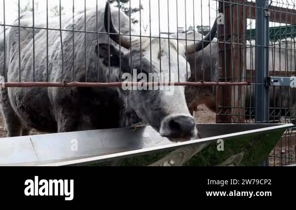 Hungarian and Ukrainian gray cows on the farm. Aboriginal breed of ...