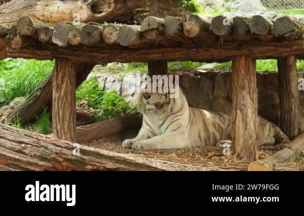 Bengal tiger, Panthera tigris tigris or Panthera tigris bengalensis ...