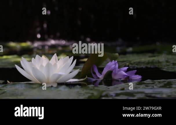 High resolution video of the lotus flower that accompanies the flow of ...