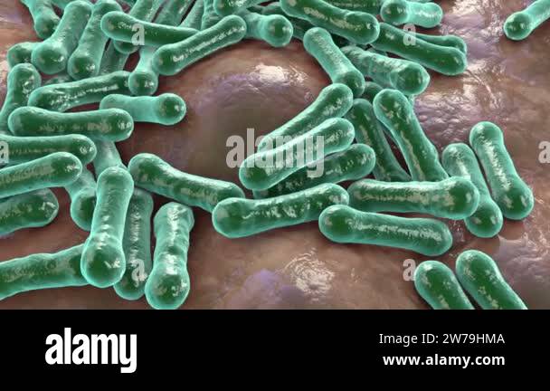 Bacteria Corynebacterium diphtheriae, Gram-positive rod-shaped ...