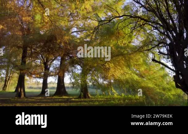 autumn cypress trees with wonderful full colors in a forest from ...
