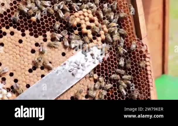 The Beekeeper Cuts Off The Male Bee Drone Worm With A Knife Control Of The Number Of Drones In