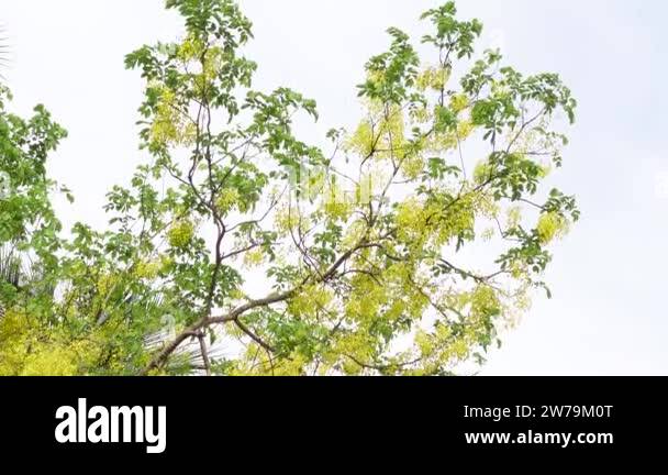 Cassia fistula, known as the golden rain tree, canafistula, and in ...