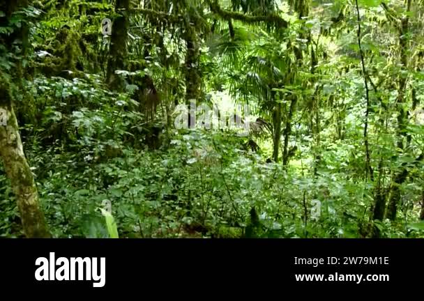 Subtropics Stock Videos & Footage - HD and 4K Video Clips - Alamy