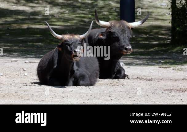 Heck cattle, Bos primigenius taurus, claimed to resemble the extinct ...