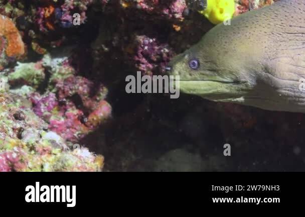 Moray eel. Night dive on the reefs of the Maldives archipelago Stock ...
