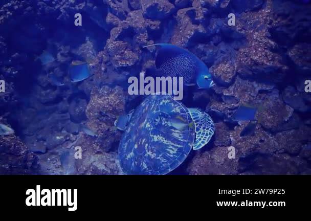 rare ocean fish swimming in the blue water Stock Video Footage - Alamy