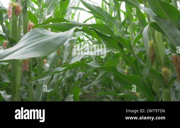 Corn plant leaves Stock Videos & Footage - HD and 4K Video Clips - Alamy