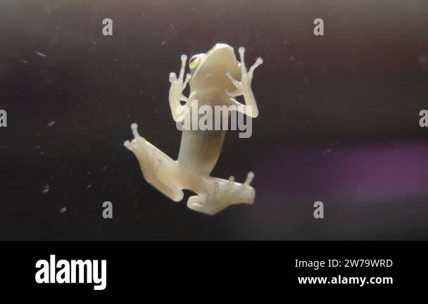 Common Tree Frog (Polypedates leucomystax) also known as four-lined ...