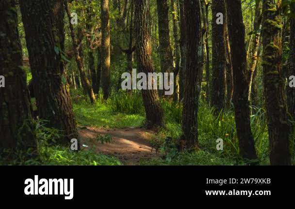 Beautiful green forest with lots of tall trees with coarse bark and ...