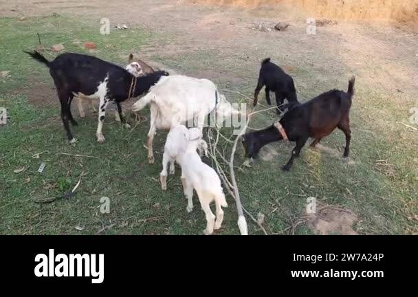 Goat and baby goat eating leaves in field. Black Bangal Goat. It is a ...