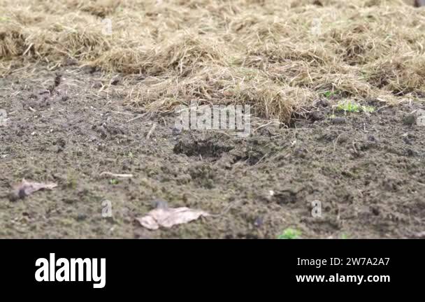Mulching with dry grass Stock Videos & Footage - HD and 4K Video Clips ...