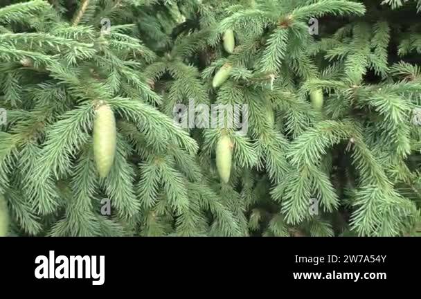 Finnish spruce (Picea fennica) is a species of woody plants of the ...