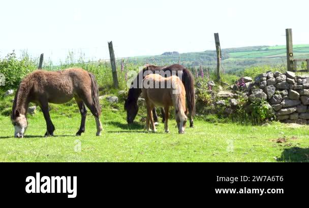 4K footage of wild horses and ponies grazing and roaming on the moors ...