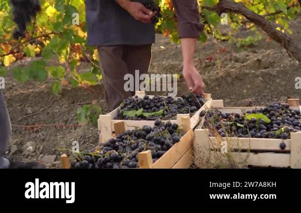 Father and son work together. Small business. Authentic hispanic farmers family live on the land ...