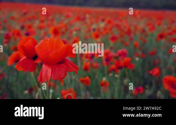 Hope field Stock Videos & Footage - HD and 4K Video Clips - Alamy