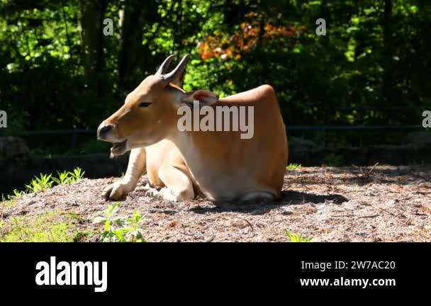 Banteng, Bos javanicus or Red Bull. It is a type of wild cattle But ...