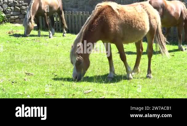 4K footage of wild horses and ponies grazing and roaming on the moors ...
