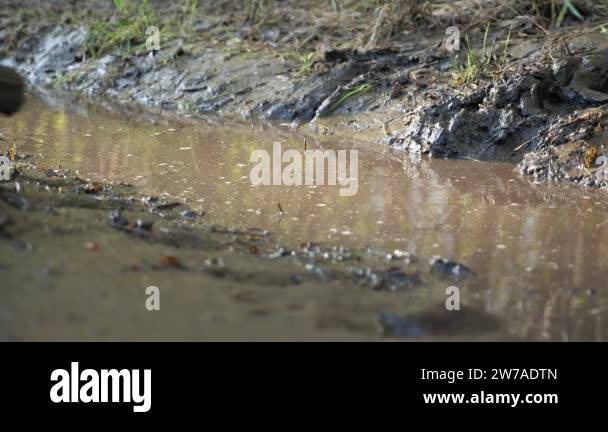 Unrecognizable woman in rubber boots steps into a muddy puddle ...