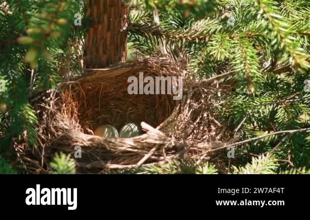 Starling bird eggs Stock Videos & Footage - HD and 4K Video Clips - Alamy