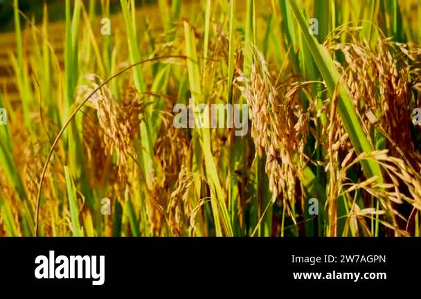 Asian golden rice paddy field vietnam green farm. Harvest agriculture ...