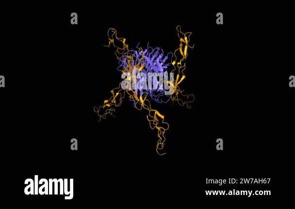 Human RANKL(blue)-OPG(orange) complex, animated 3D cartoon and Gaussian ...