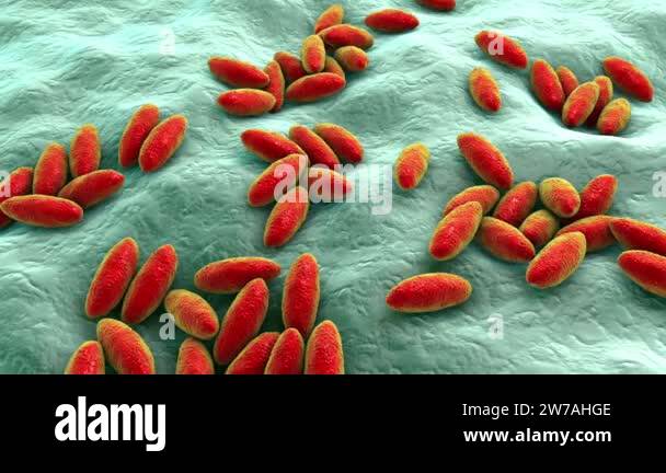 Brucella bacteria, 3D animation. Gram-negative bacteria that cause ...