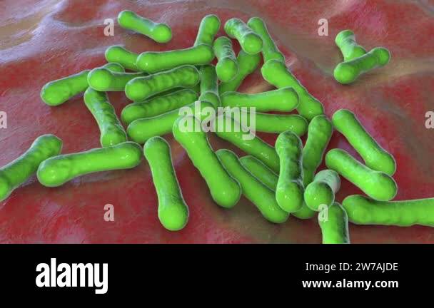 Bacteria Corynebacterium diphtheriae, Gram-positive rod-shaped ...
