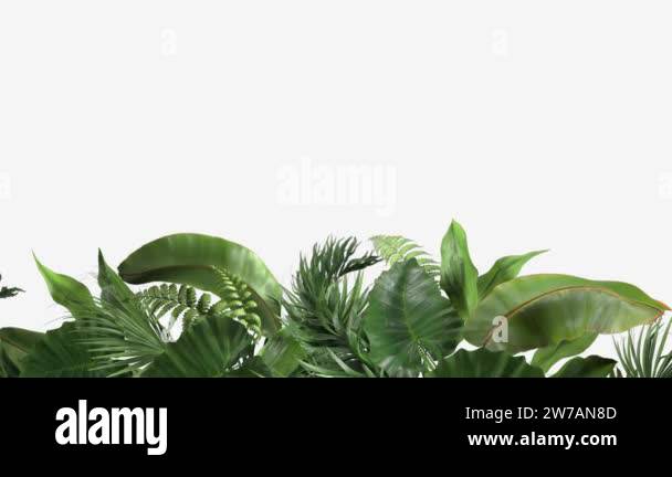 tropical plants moving in the wind in a loop animation on a white ...
