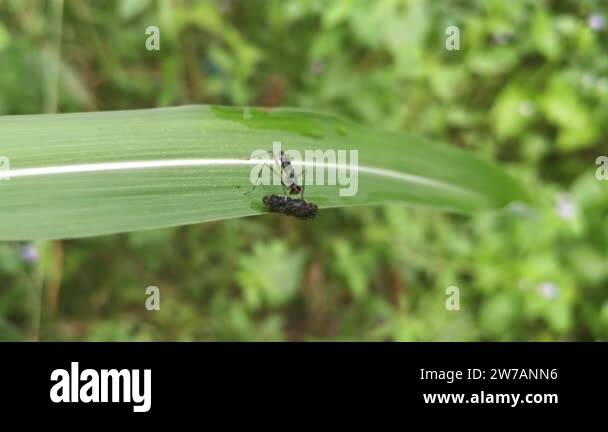 Long legged fly leaf Stock Videos & Footage - HD and 4K Video Clips - Alamy