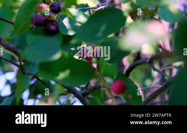 Saskatoon berry plant and fruit Stock Videos & Footage - HD and 4K ...