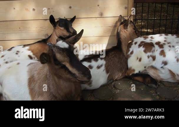 Capra hircus domestic Stock Videos & Footage - HD and 4K Video Clips ...