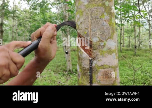 Rubber tapping Stock Videos & Footage - HD and 4K Video Clips - Alamy
