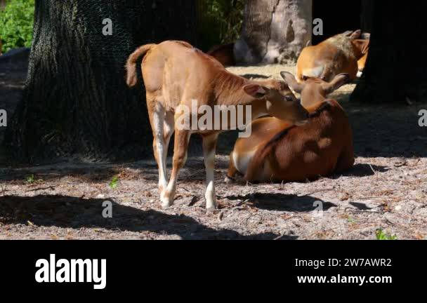 Young baby Banteng, Bos javanicus or Red Bull. It is a type of wild ...