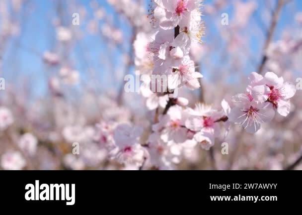 first trees to bloom early spring, cherry trees in blossom in an urban ...