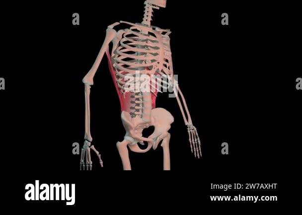 This 3d animation shows the latissimus dorsi muscles in full rotation ...