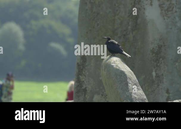 The crow stone Stock Videos & Footage - HD and 4K Video Clips - Alamy