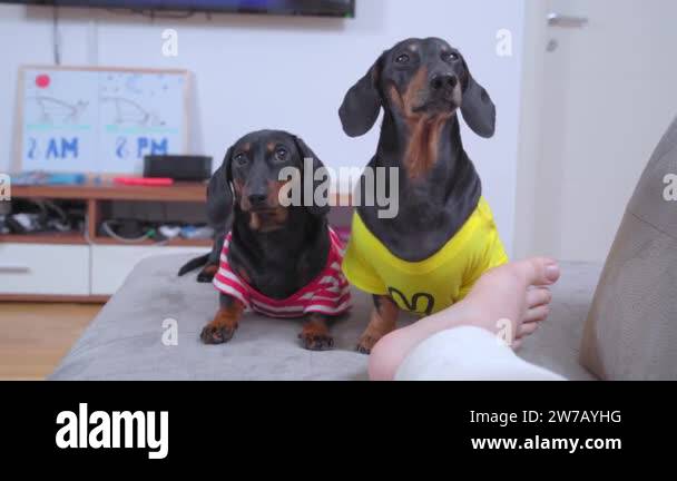 Two cute dachshund dogs came to owner with broken leg in cast, asking ...