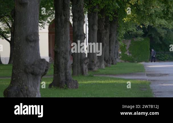 Tree alignment Stock Videos & Footage - HD and 4K Video Clips - Alamy