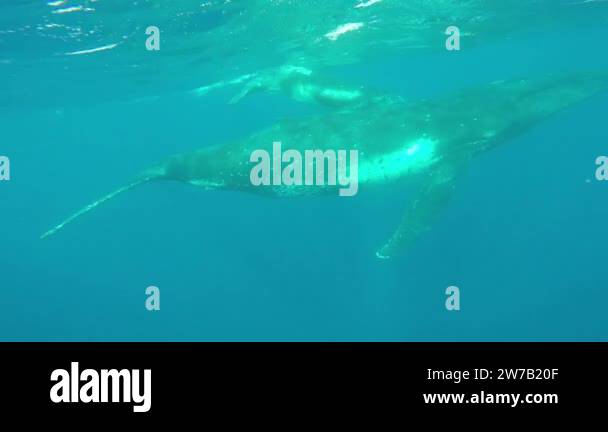 Newborn humpback whale cub swims next to mom underwater in Pacific ...