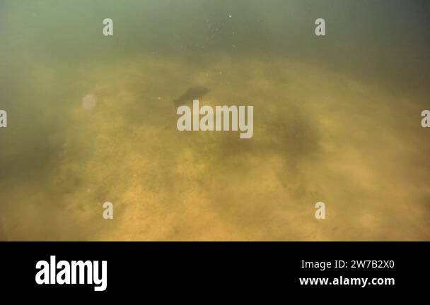 Lake Powell underwater Karp fish Stock Video Footage - Alamy